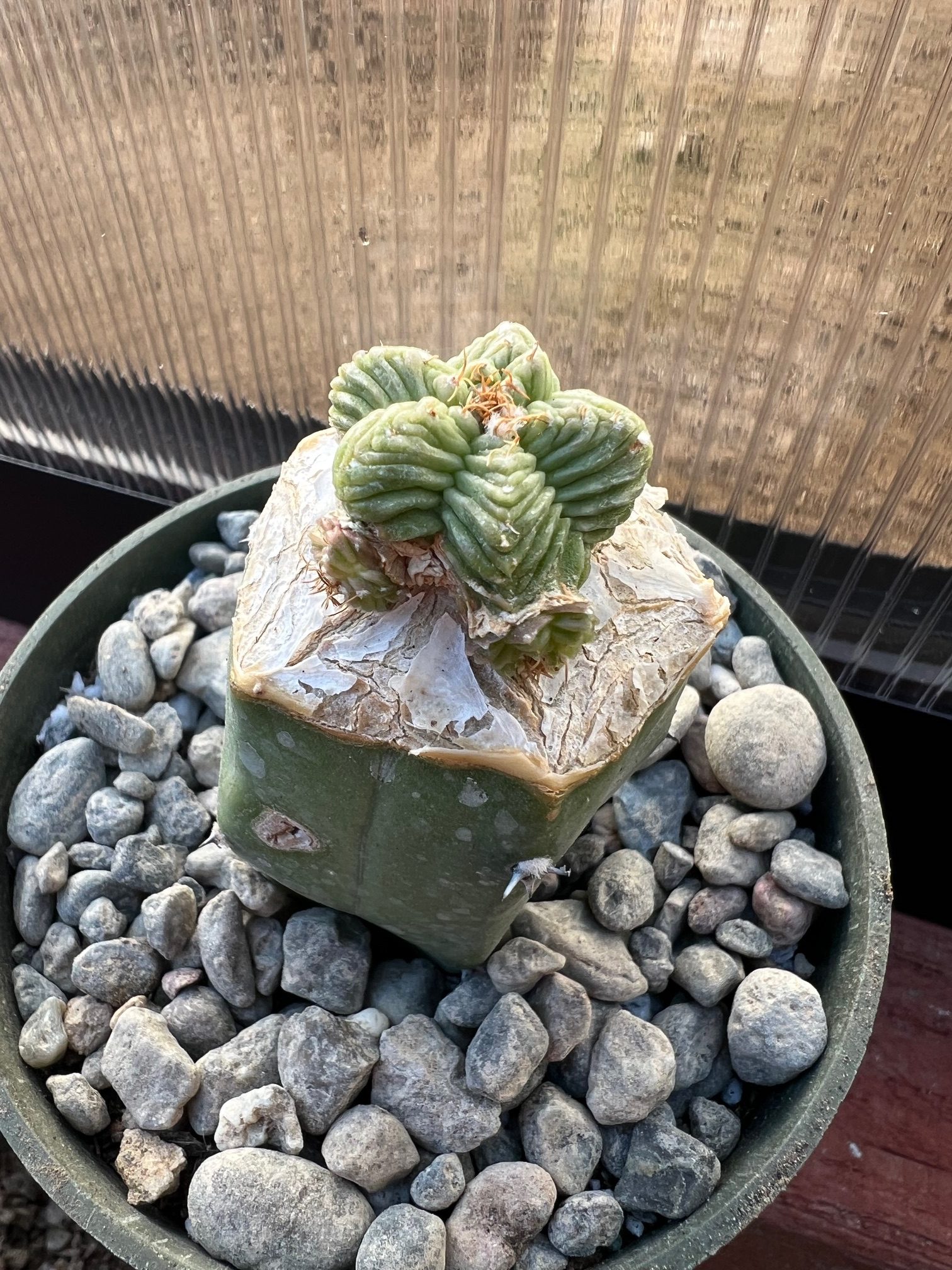 Aztekium valdezii- 4" pot - Fresno Cactus & Succulent Society